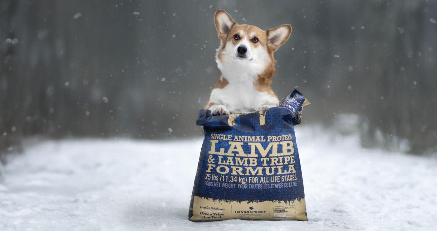 PetKind Tripe Dry Dog Food | Premium Canadian Green Tripe for Dogs