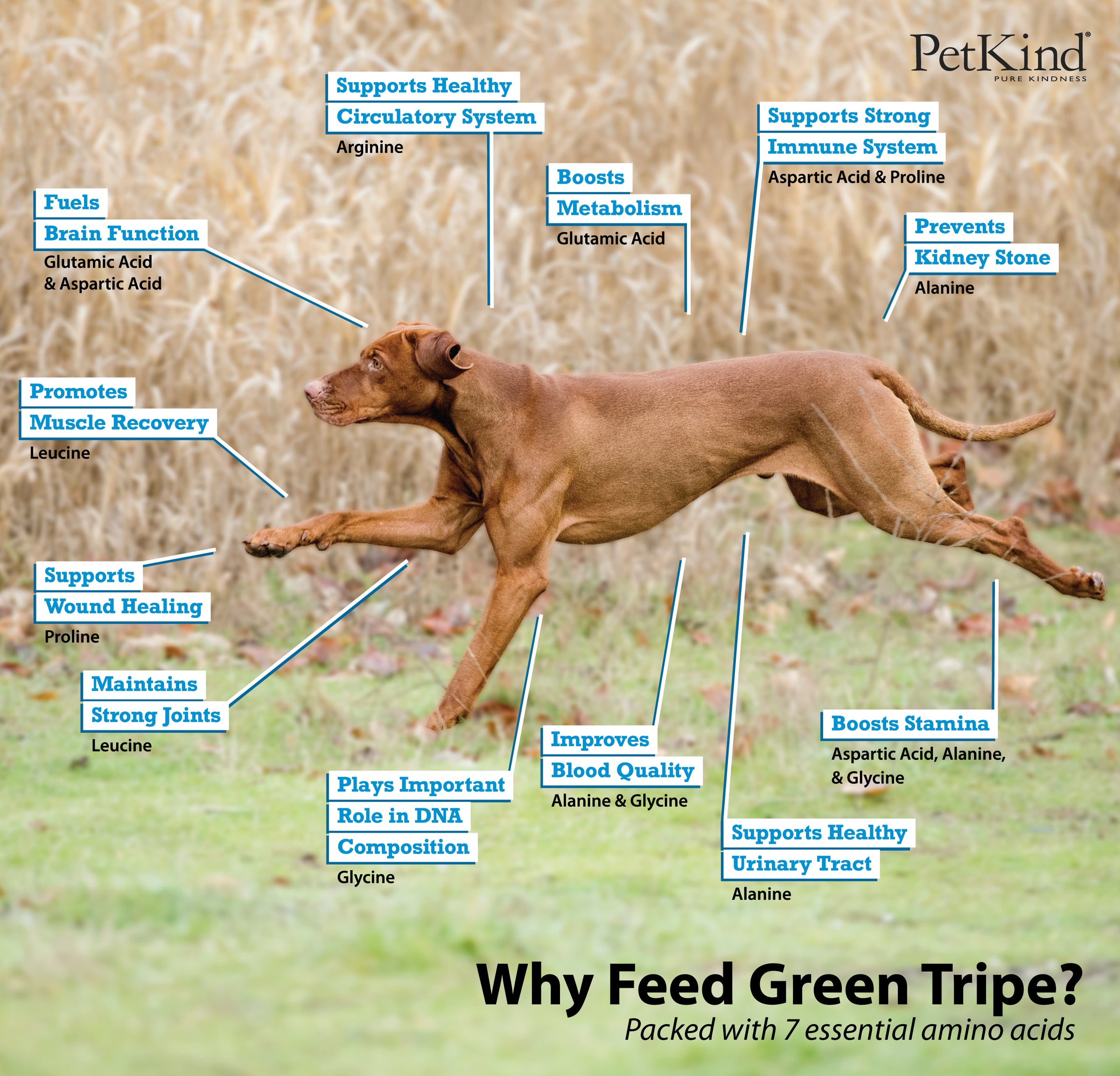 Why Feed Green Tripe